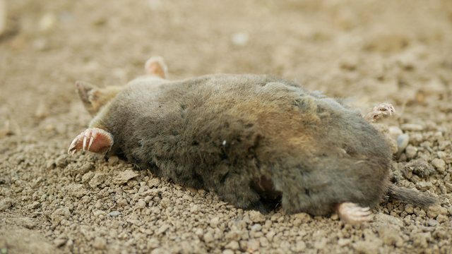 Rodenticide Images – Browse 1,031 Stock Photos, Vectors, and Video ...