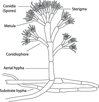 รูปภาพConidiophore – เลือกดูภาพถ่ายสต็อก เวกเตอร์ และวิดีโอ1,458 ...