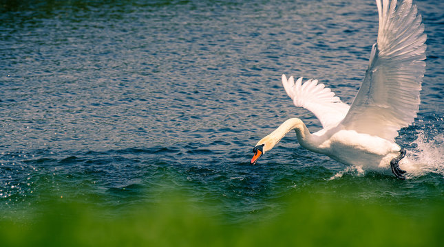 Goff Images – Browse 55 Stock Photos, Vectors, and Video | Adobe Stock