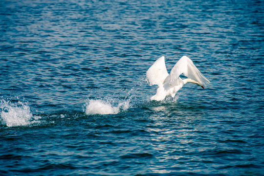 Goff Images – Browse 55 Stock Photos, Vectors, and Video | Adobe Stock