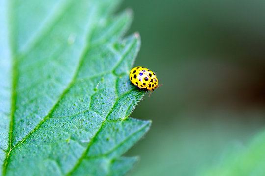 รูปภาพNeoptera – เลือกดูภาพถ่ายสต็อก เวกเตอร์ และวิดีโอ1,184 | Adobe Stock