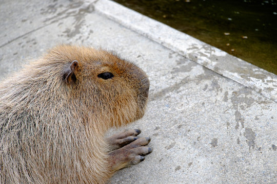 Chiguiro Bilder – Durchsuchen 13,116 Archivfotos, Vektorgrafiken und ...