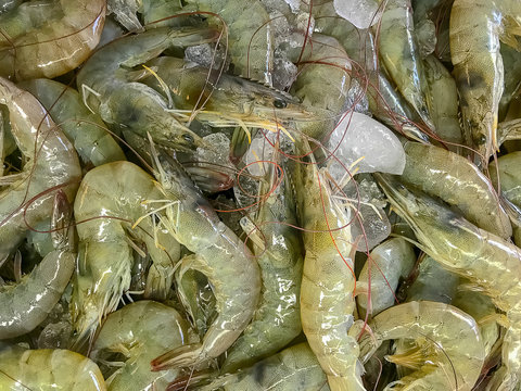 รูปภาพVannamei – เลือกดูภาพถ่ายสต็อก เวกเตอร์ และวิดีโอ644 | Adobe Stock