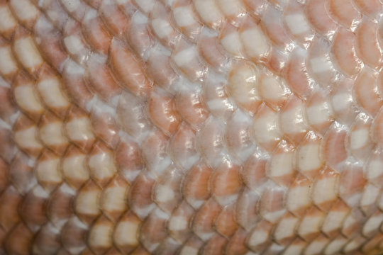 "Lizard Scales" Images – Browse 162 Stock Photos, Vectors, and Video ...