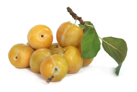 "Prune Jaune"-Bilder: Stock-Fotos & -Videos. | Adobe Stock