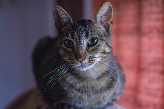 รูปภาพFelina – เลือกดูภาพถ่ายสต็อก เวกเตอร์ และวิดีโอ4,617 | Adobe Stock