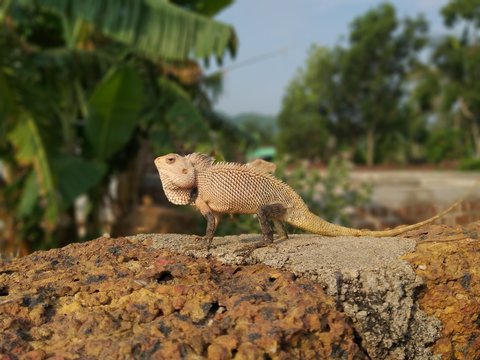 "Indian Lizard" Images – Browse 29 Stock Photos, Vectors, and Video ...