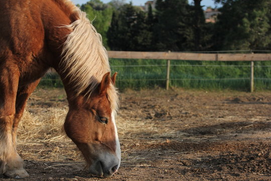 "Horse Eat" Images – Browse 407 Stock Photos, Vectors, and Video ...