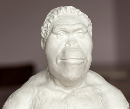 Imágenes de Homohabilis: descubre bancos de fotos, ilustraciones ...