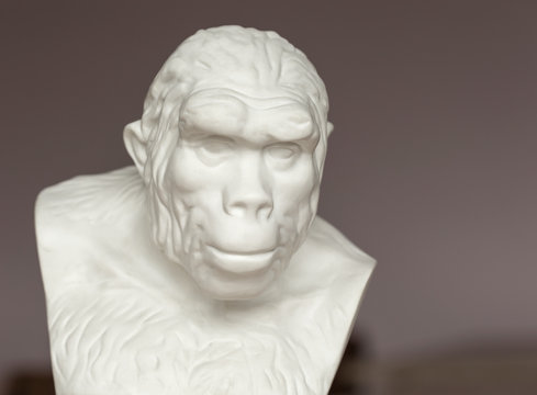 รูปภาพ..Pithecanthropus – เลือกดูภาพถ่ายสต็อก เวกเตอร์ และวิดีโอ115 | Adobe Stock