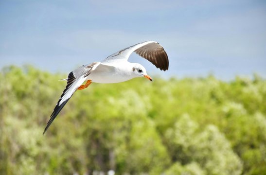 Imágenes de Alado: descubre bancos de fotos, ilustraciones, vectores y ...