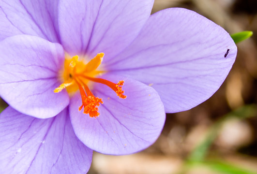 Lilla Bilder – Durchsuchen 6,118 Archivfotos, Vektorgrafiken und Videos ...