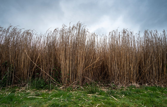 "Tall Reeds" Bilder – Durchsuchen 56 Archivfotos, Vektorgrafiken und ...