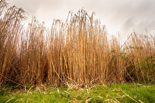 "Tall Reeds" Bilder – Durchsuchen 56 Archivfotos, Vektorgrafiken und ...