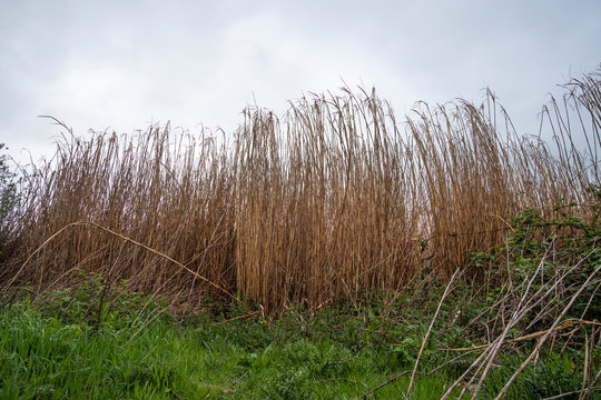 "Tall Reeds" Bilder – Durchsuchen 56 Archivfotos, Vektorgrafiken und ...