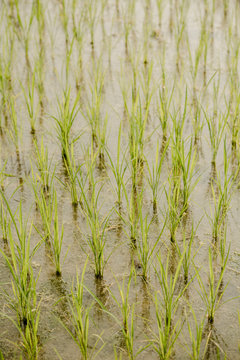 Imagens de Reispflanzen – Explore Fotografias do Stock, Vetores e ...