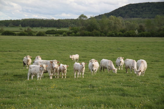 "Beef Cattle" Bilder – Durchsuchen 23,007 Archivfotos, Vektorgrafiken ...