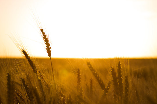 Weizenpflanze Bilder – Durchsuchen 896,860 Archivfotos, Vektorgrafiken ...