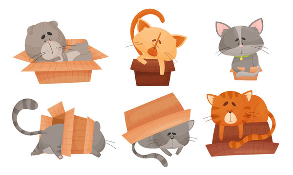 รูปภาพCatling – เลือกดูภาพถ่ายสต็อก เวกเตอร์ และวิดีโอ1,992 | Adobe Stock