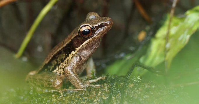"Striped Tree Frog" Images – Browse 231 Stock Photos, Vectors, and ...