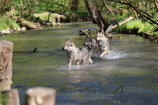 รูปภาพVolkodav – เลือกดูภาพถ่ายสต็อก เวกเตอร์ และวิดีโอ6,824 | Adobe Stock