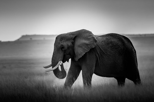 รูปภาพPachyderms – เลือกดูภาพถ่ายสต็อก เวกเตอร์ และวิดีโอ70,639 | Adobe ...