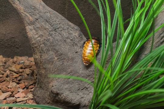 "Giant Cockroaches"-Bilder: Stock-Fotos & -Videos. | Adobe Stock