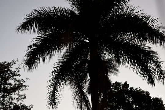 Palmiche 影像 – 瀏覽 1,921 個素材庫相片、向量圖和影片 | Adobe Stock