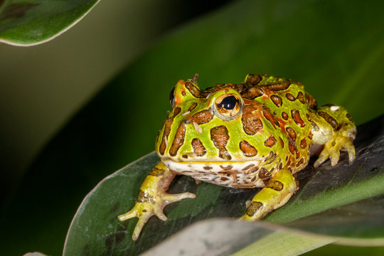 รูปภาพPacman – เลือกดูภาพถ่ายสต็อก เวกเตอร์ และวิดีโอ1,221 | Adobe Stock