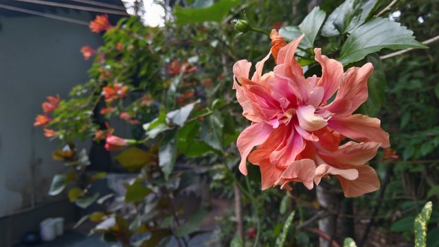 Chembarathi Images – Browse 29 Stock Photos, Vectors, and Video | Adobe ...