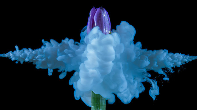 Farbexplosion Bilder – Durchsuchen 888 Archivfotos, Vektorgrafiken und ...