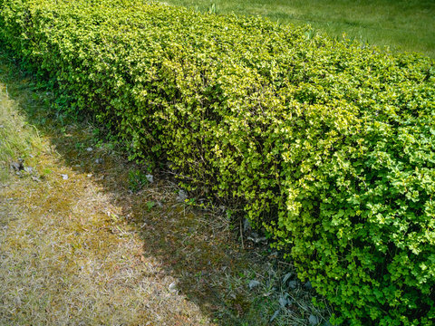 Confiers Images – Browse 41 Stock Photos, Vectors, and Video | Adobe Stock