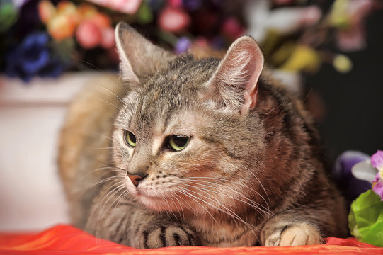 รูปภาพMei-Kun – เลือกดูภาพถ่ายสต็อก เวกเตอร์ และวิดีโอ72 | Adobe Stock