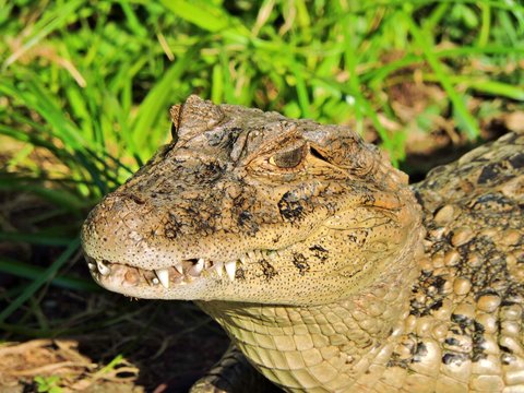 Imagens de Viperinae – Explore Fotografias do Stock, Vetores e Vídeos ...