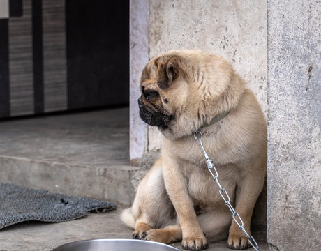 "Chained Dog" Images – Browse 98 Stock Photos, Vectors, and Video ...