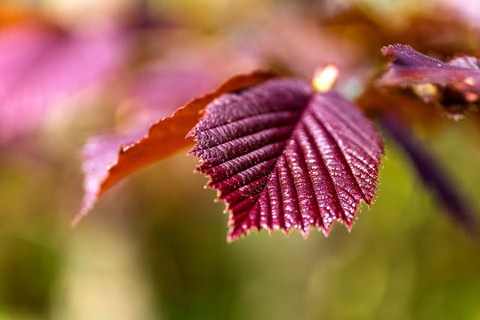 Imágenes de Haselnussblatt: descubre bancos de fotos, ilustraciones ...
