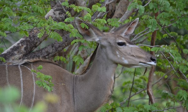 Koedoe Images – Browse 101 Stock Photos, Vectors, and Video | Adobe Stock