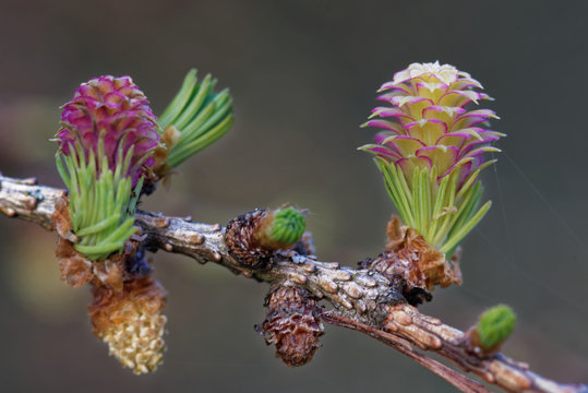 รูปภาพMicrostrobilus – เลือกดูภาพถ่ายสต็อก เวกเตอร์ และวิดีโอ208 ...