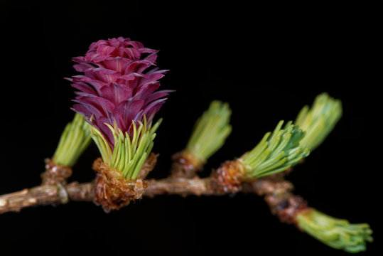 รูปภาพMicrostrobilus – เลือกดูภาพถ่ายสต็อก เวกเตอร์ และวิดีโอ208 ...