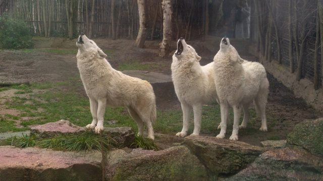 Free Wolf Images – Browse 1,083 Free Stock Photos, Vectors, and Video ...
