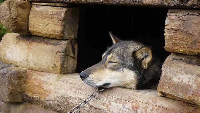 "Alaskan Wolf" Images – Browse 354 Stock Photos, Vectors, and Video ...