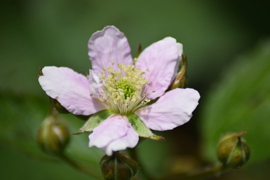 Brombeerhecke 이미지 – 찾아보기 80 스톡 사진, 벡터 및 비디오 | Adobe Stock