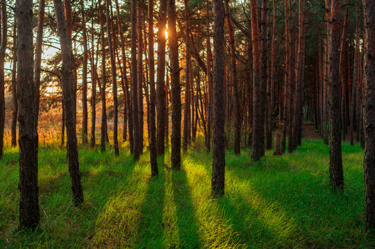 pazyuk photos, images, assets | Adobe Stock