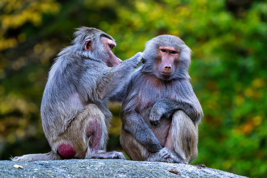 รูปภาพCercopithecidae – เลือกดูภาพถ่ายสต็อก เวกเตอร์ และวิดีโอ5,759 ...