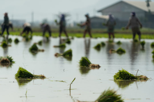 "Rice Planting" Images – Browse 2,058 Stock Photos, Vectors, and Video ...