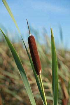 "Typha Latifolia" Images – Browse 38,464 Stock Photos, Vectors, and ...