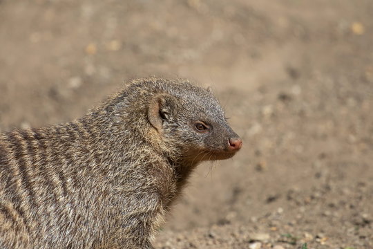 Manguste Images – Parcourir 4,128 le catalogue de photos, vecteurs et ...