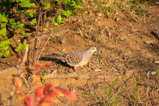 Hato Images – Browse 245 Stock Photos, Vectors, and Video | Adobe Stock