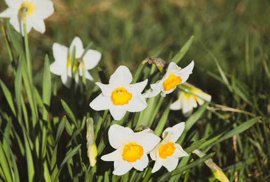 Daffs Images – Browse 655 Stock Photos, Vectors, and Video | Adobe Stock