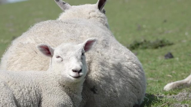 "Sheep Lamb" Bilder – Durchsuchen 188 Archivfotos, Vektorgrafiken und ...